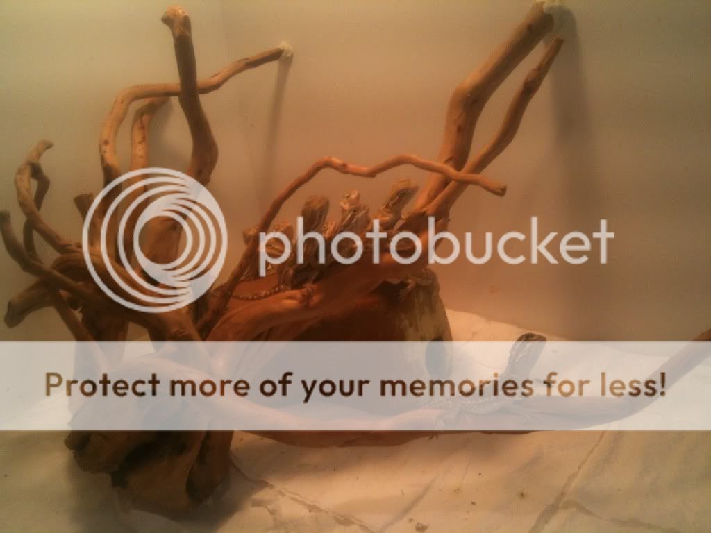 Pygmy bearded dragon babies and custom double bay display enclosure ...