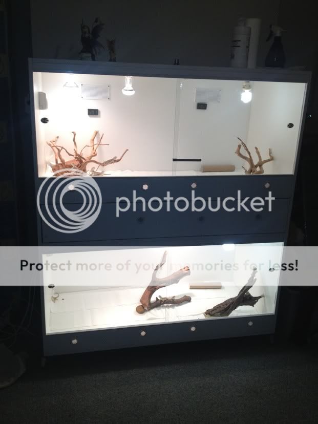 Pygmy bearded dragon babies and custom double bay display enclosure ...