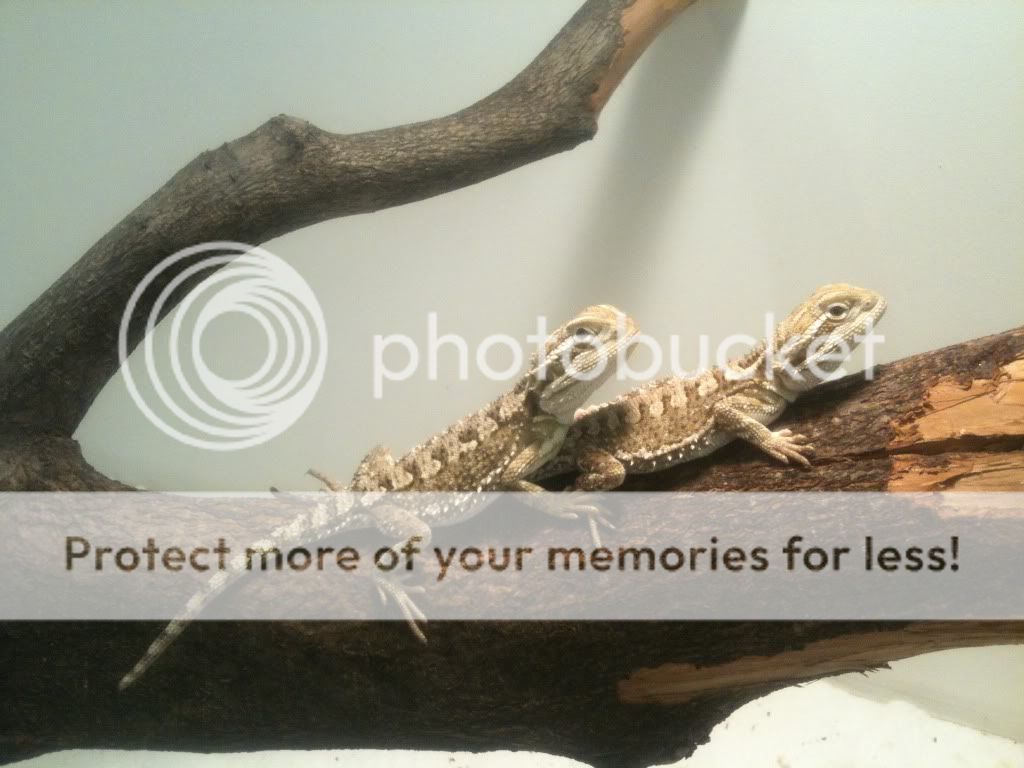 Pygmy bearded dragon babies and custom double bay display enclosure ...