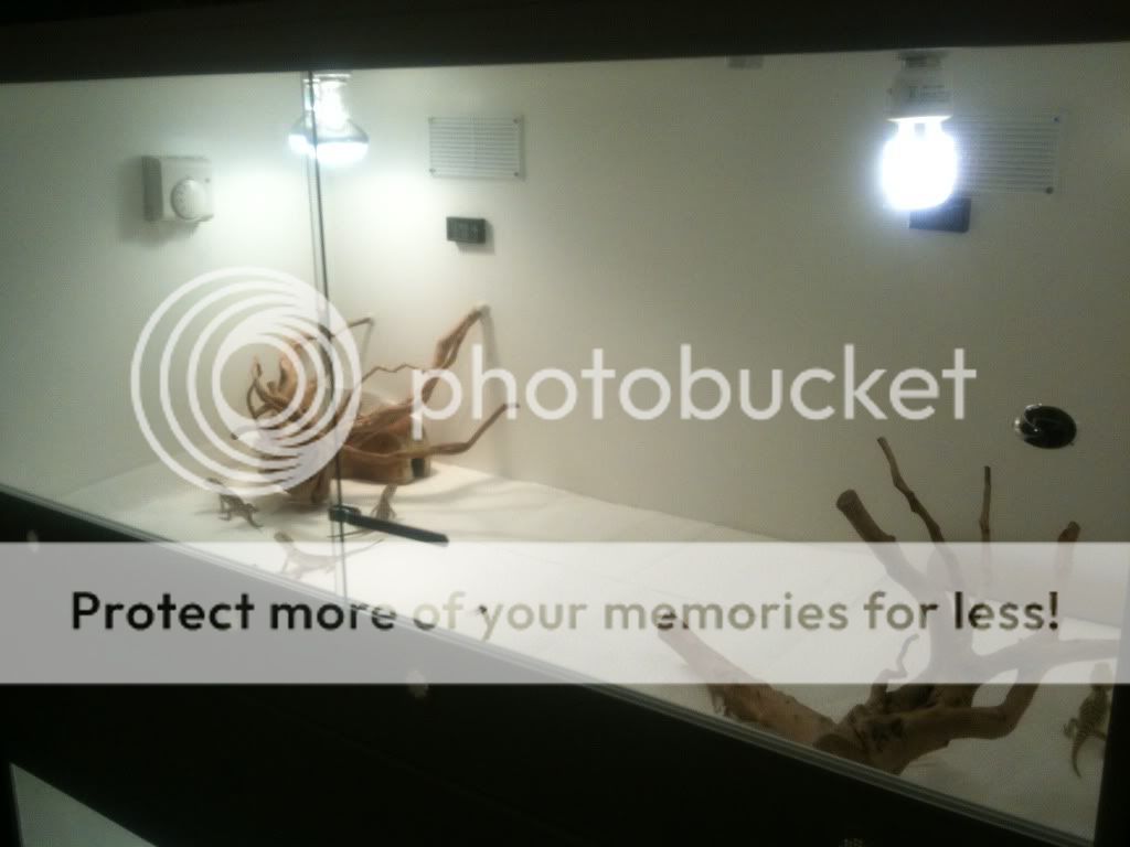 Pygmy bearded dragons and massive custom built two bay enclosure ...