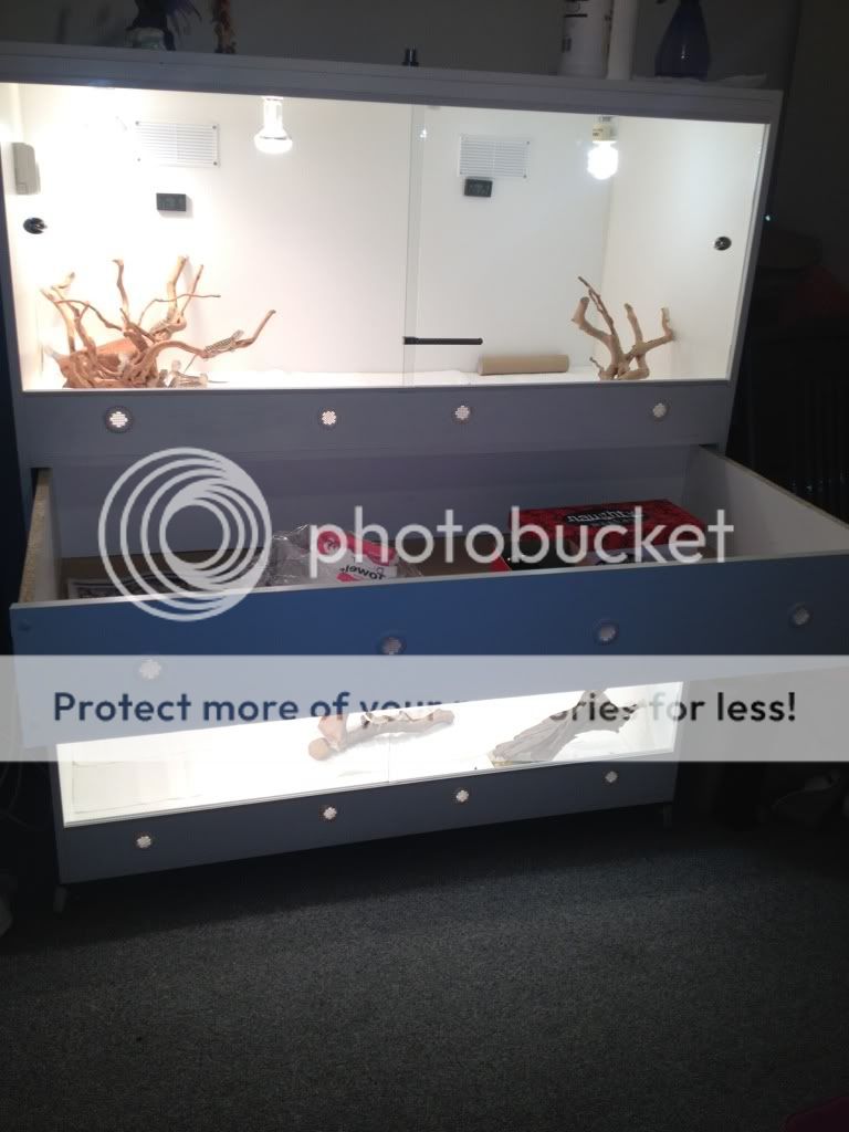 Pygmy bearded dragons and massive custom built two bay enclosure ...