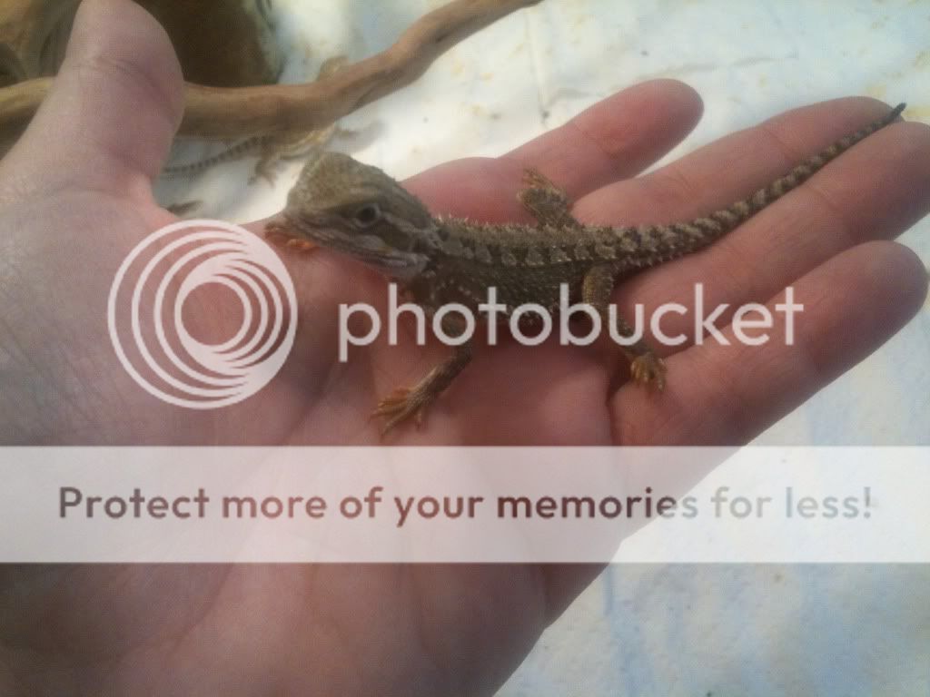 Pygmy bearded dragon babies and custom double bay display enclosure ...