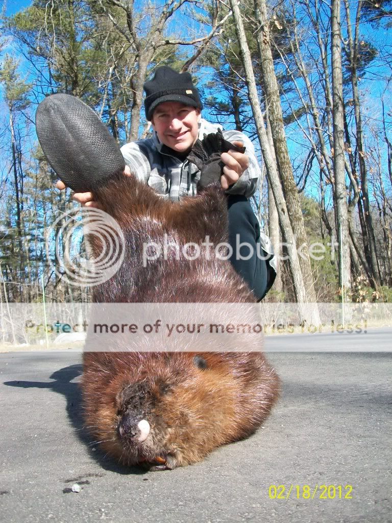 60# Beaver (whole, trapped today) | Welcome to the Taxidermy.net Forum ...