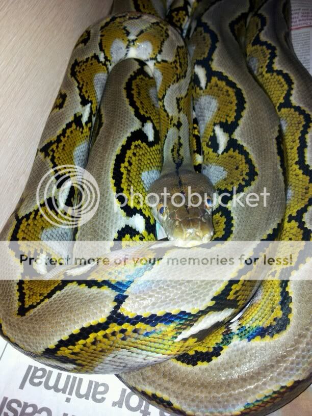 The Reticulated Python Thread | Page 238 | Reptile Forums