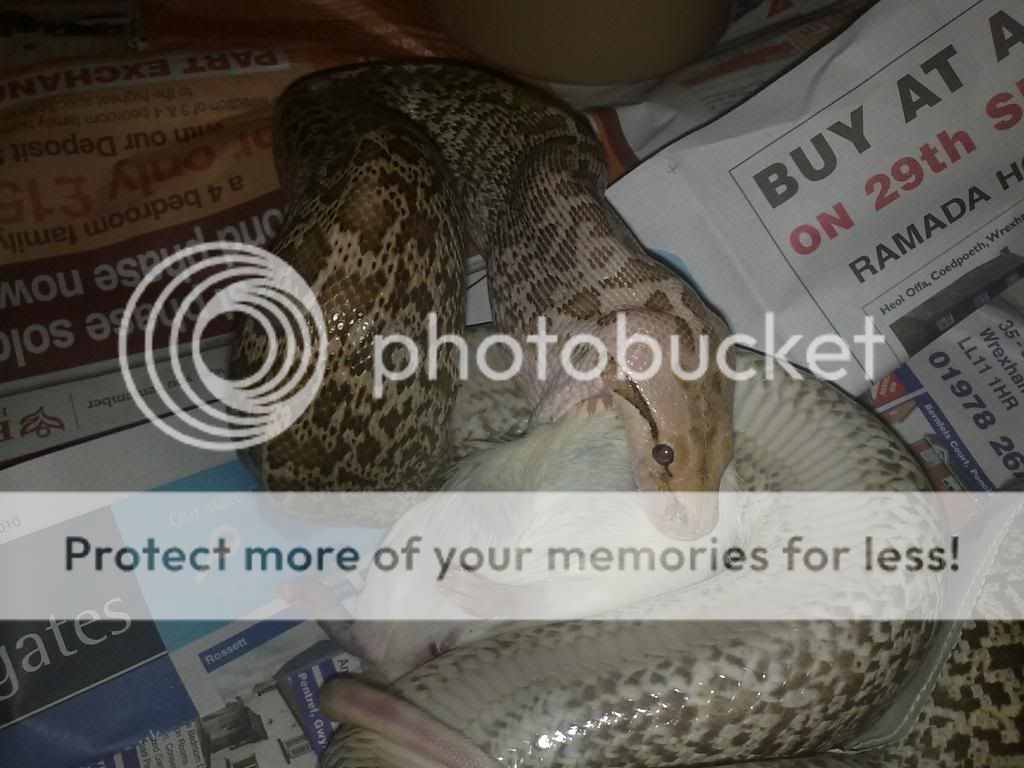 feeding pics retic and granite burm | Reptile Forums