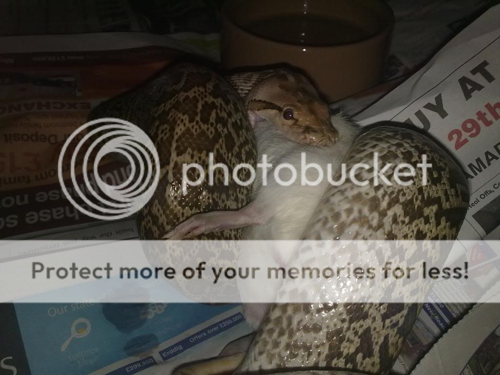 feeding pics retic and granite burm | Reptile Forums