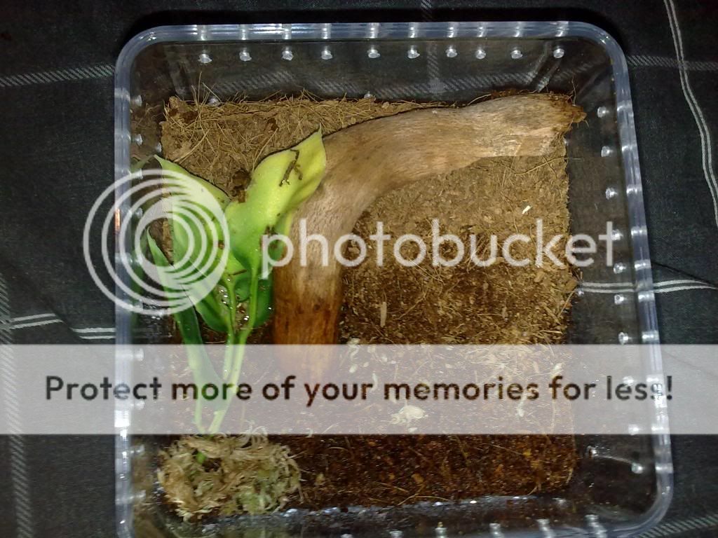 gbb new enclosure pic heavy | Reptile Forums