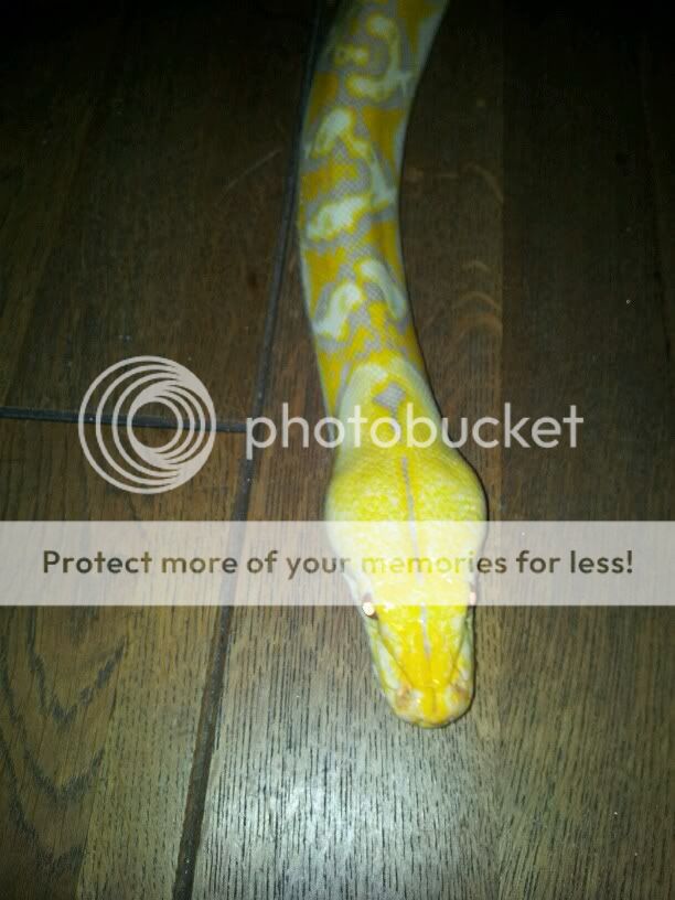 The Reticulated Python Thread | Page 240 | Reptile Forums