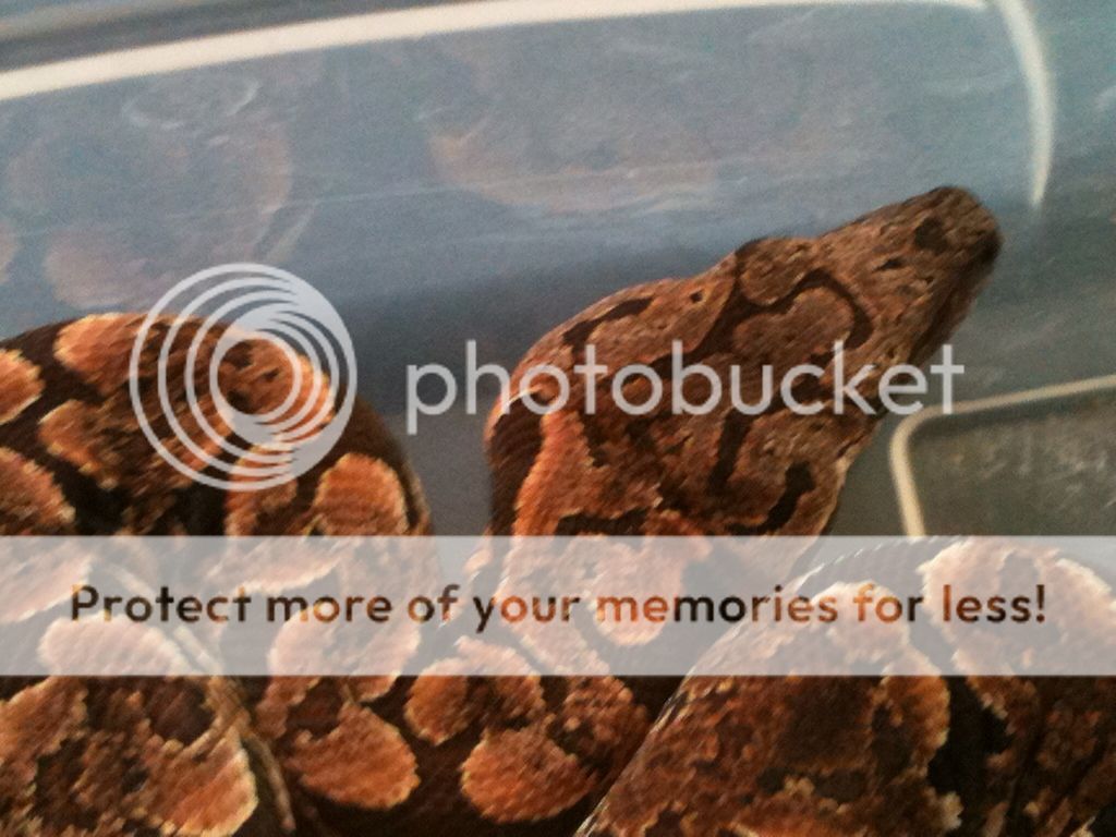 retic's , burm , boa, pic heavy | Reptile Forums