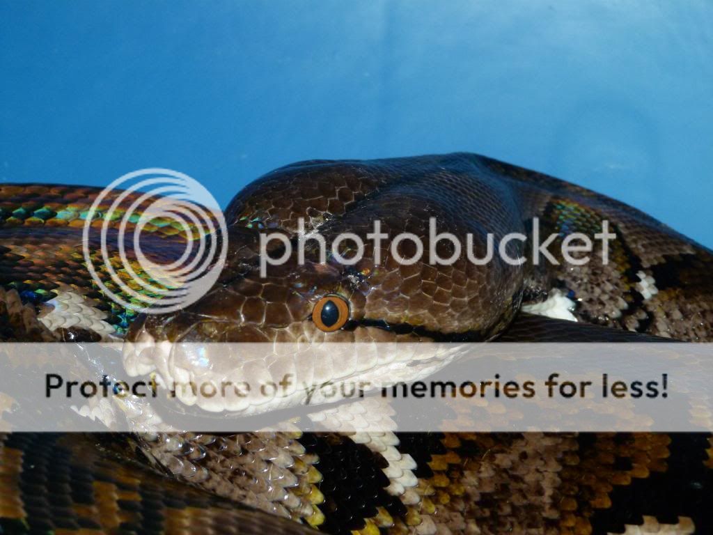 retic's , burm , boa, pic heavy | Reptile Forums