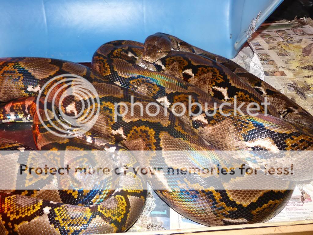 retic's , burm , boa, pic heavy | Reptile Forums