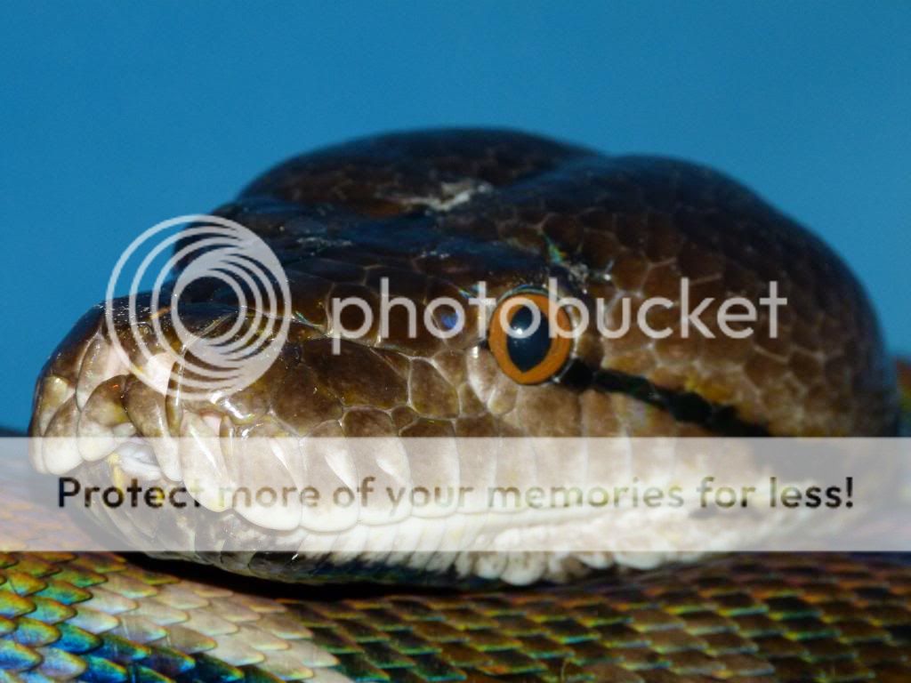 retic's , burm , boa, pic heavy | Reptile Forums