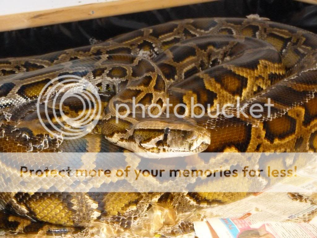 retic's , burm , boa, pic heavy | Reptile Forums