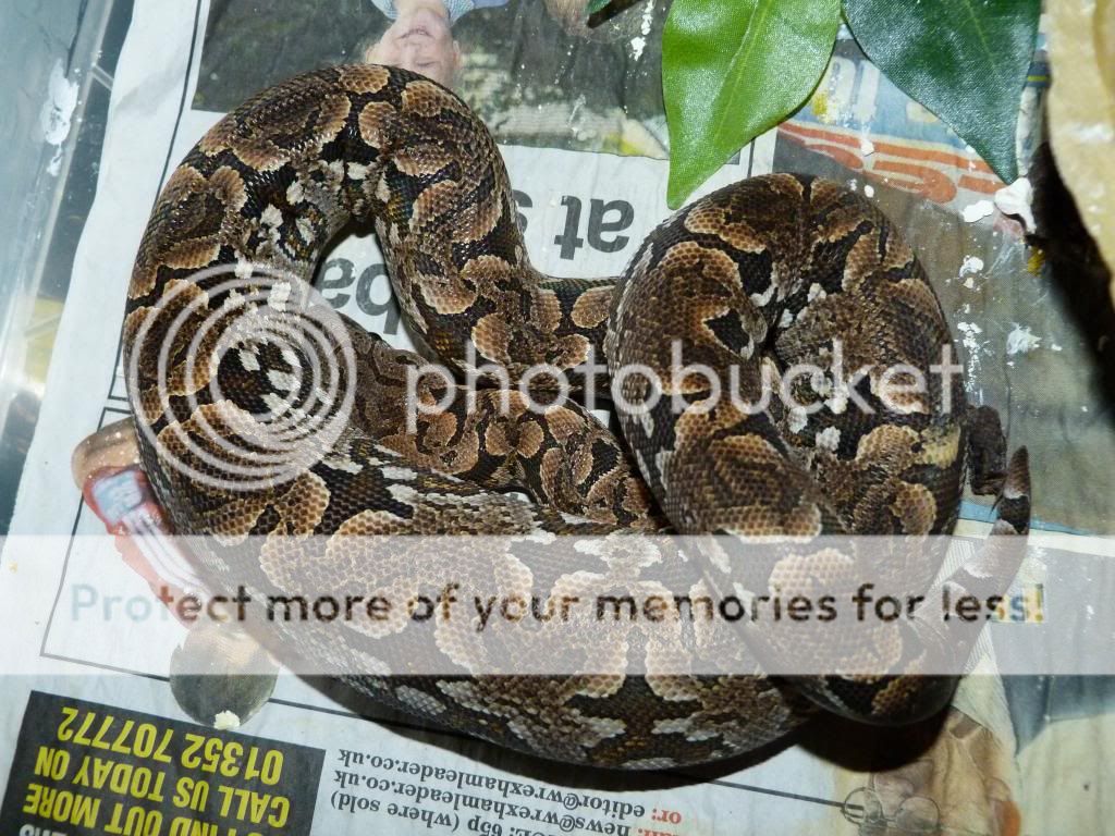 retic's , burm , boa, pic heavy | Reptile Forums