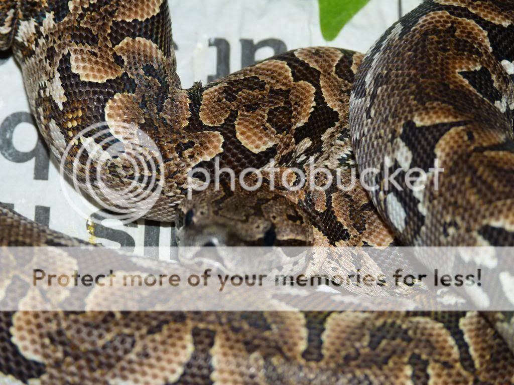 retic's , burm , boa, pic heavy | Reptile Forums