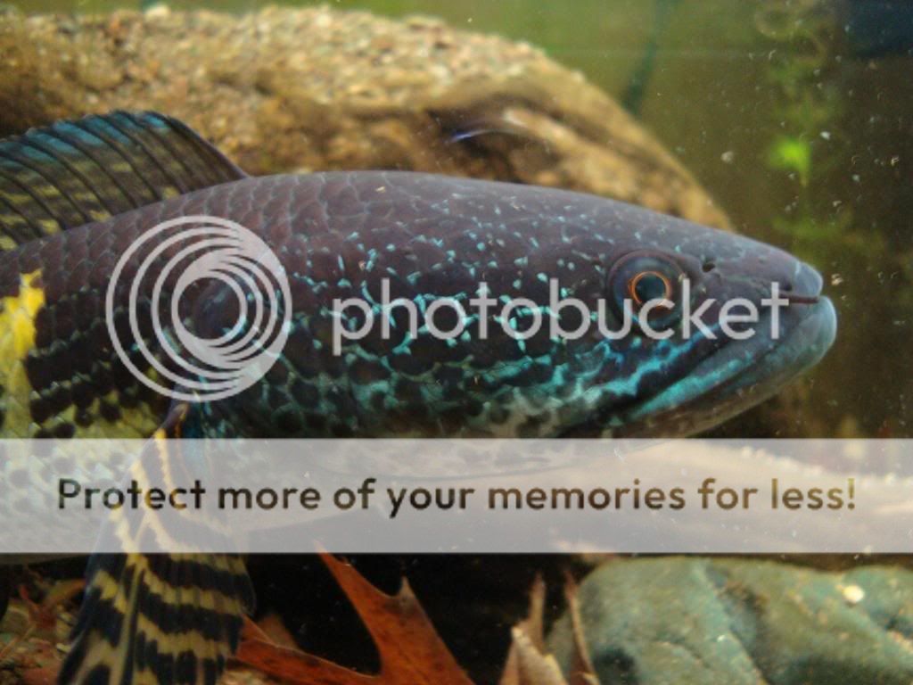 Sexing Channa Aurantimaculata | MonsterFishKeepers.com