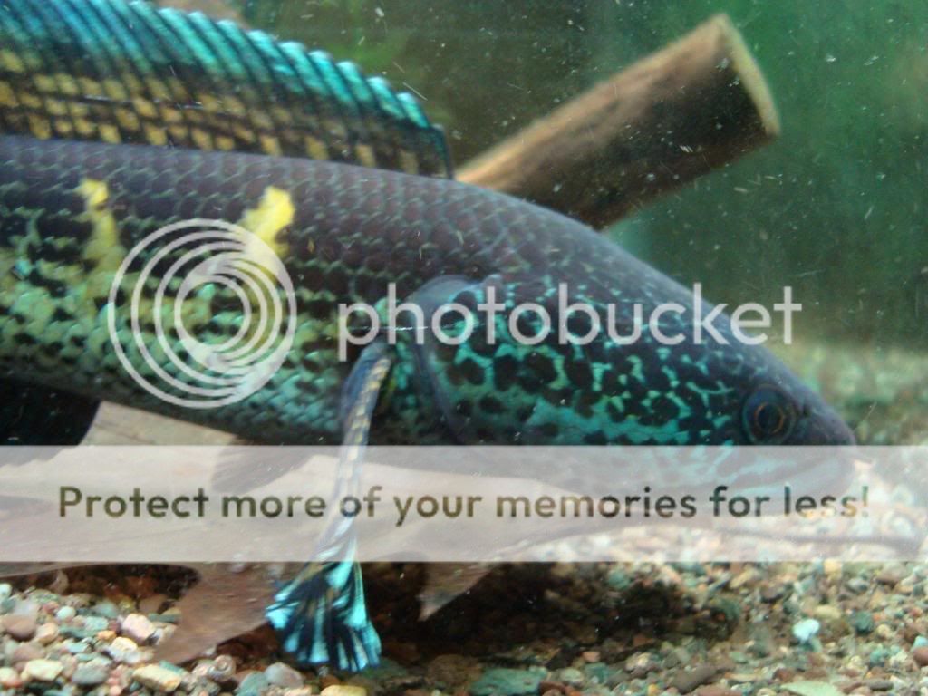 Sexing Channa Aurantimaculata | MonsterFishKeepers.com