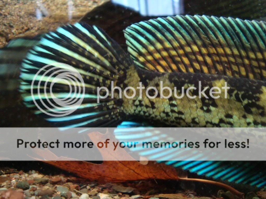 Sexing Channa Aurantimaculata | MonsterFishKeepers.com