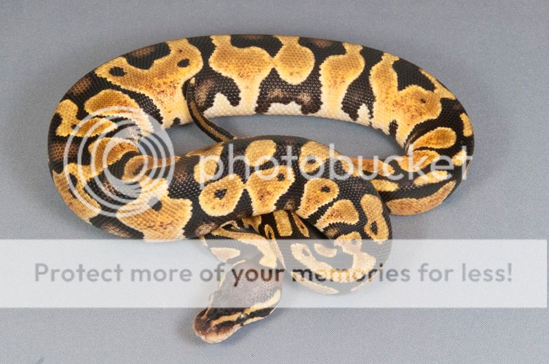 SE England - 2013 pastel, normal royal pythons available | Reptile Forums