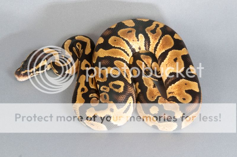 SE England - 2013 pastel, normal royal pythons available | Reptile Forums