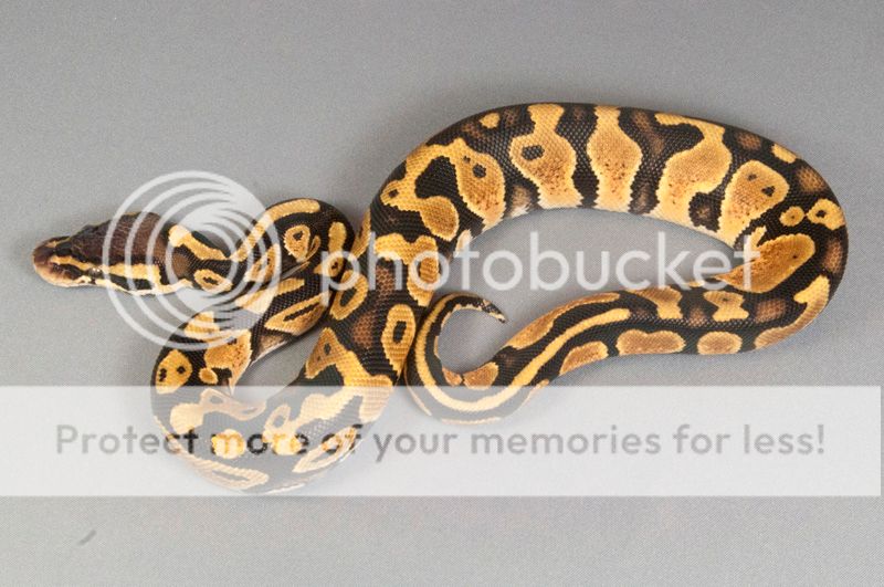 SE England - 2013 pastel, normal royal pythons available | Reptile Forums