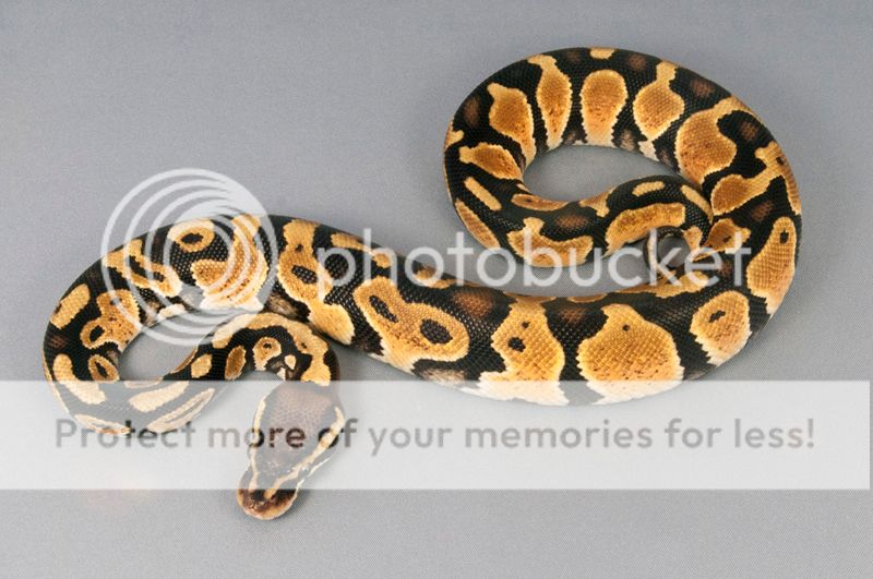 SE England - 2013 pastel, normal royal pythons available | Reptile Forums
