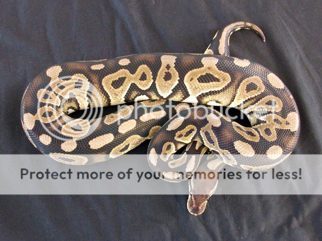 SE England - Royal pythons for sale: Adults and 2013 morphs | Reptile ...