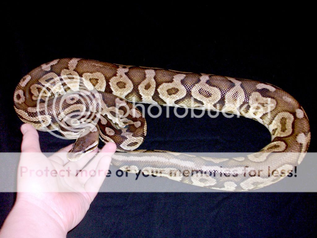 SE England - Royal pythons for sale: Adults and 2013 morphs | Reptile ...