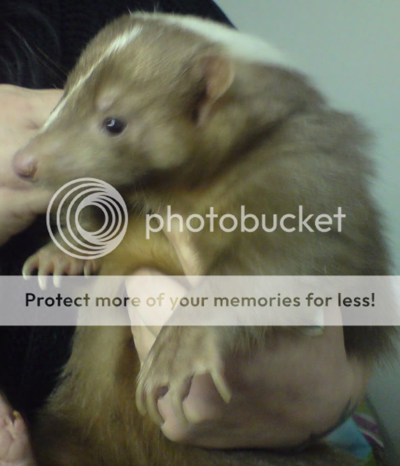 E Midlands - Male Chocolate Skunk | Reptile Forums